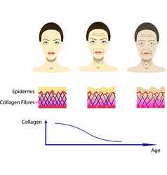 Aging skin process and preventive tipps Royalty Free Vector