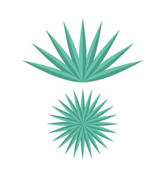 Agave Royalty Free Vector Image - VectorStock