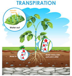 Science poster design for transpiration Royalty Free Vector