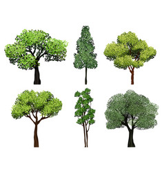 Realistic high detailed plant tree isolated Vector Image