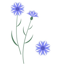 Cornflower Vector Images (over 1,800)