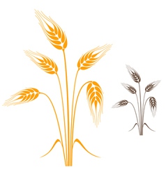 Barley Royalty Free Vector Image - VectorStock