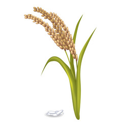 Rice Royalty Free Vector Image - VectorStock