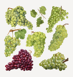 Realistic grapes set of various grape Royalty Free Vector