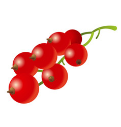 Red currant isolated on white Royalty Free Vector Image