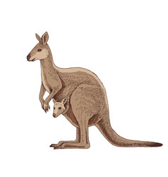 Hand drawn australian kangaroo Royalty Free Vector Image