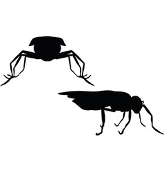 Bug fly silhouette Royalty Free Vector Image - VectorStock