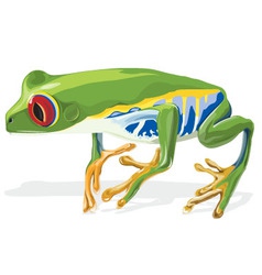 Tree frog Royalty Free Vector Image - VectorStock