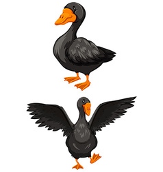 Goose Royalty Free Vector Image - VectorStock