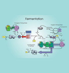 Fermentation Vector Images (over 8,400)
