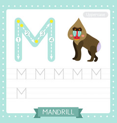 Letter m tracing monkey Royalty Free Vector Image
