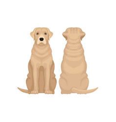 Set of dogs of different breeds front and back Vector Image