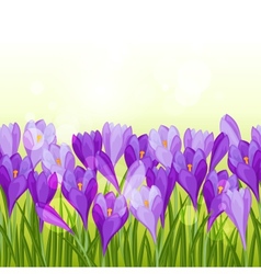 Spring flowers crocus natural background Vector Image