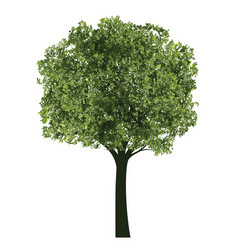 Green tree outline Royalty Free Vector Image - VectorStock