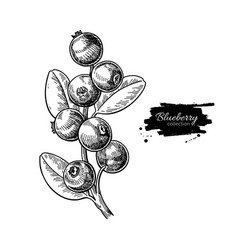 Blueberries huckleberries Royalty Free Vector Image