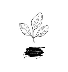 Moringa leaves superfood drawing isolated Vector Image