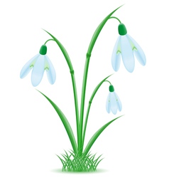 Snowdrop Vector Images (over 3,300)