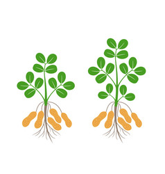 Groundnut Vector Images (over 1,400)