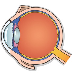 The human eye optical system Royalty Free Vector Image