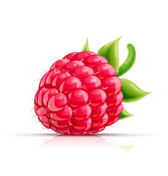 Raspberry fresh organic Royalty Free Vector Image