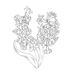 Hyacinth coloring pages Royalty Free Vector Image