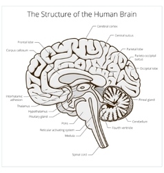 Structure human brain section schematic Royalty Free Vector