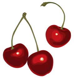 Raspberry Royalty Free Vector Image - VectorStock