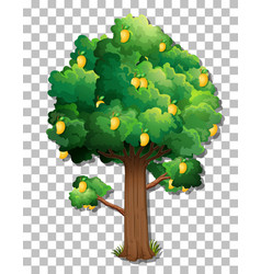 Mango tree on transparent background Royalty Free Vector
