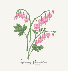 Hand drawn dicentra heartshaped spring flowers Vector Image