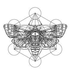 Black and white moth over sacred geometry sign Vector Image