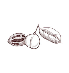 Nutmeg nut seed vintage hand drawing Royalty Free Vector