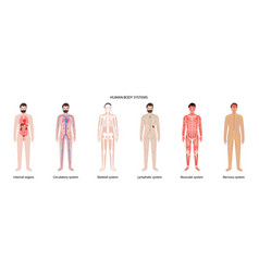 Male human anatomy body systems Royalty Free Vector Image