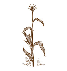 Corn Stalk Vector Images (over 1,600)