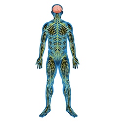 Human nervous system Royalty Free Vector Image