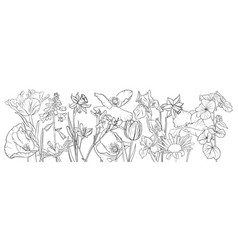 Drawing flower of hellebore Royalty Free Vector Image