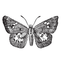 Skipper Vector Images (over 5,800)