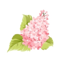 Purple lilac flowers syringa Royalty Free Vector Image