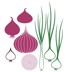 Onion Royalty Free Vector Image - VectorStock