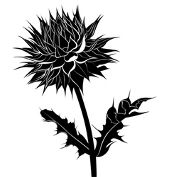 Milk thistle thistle flowers medicinal plant Vector Image