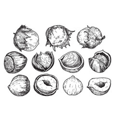 Seeds and nuts vintage hand drawing hazelnut Vector Image