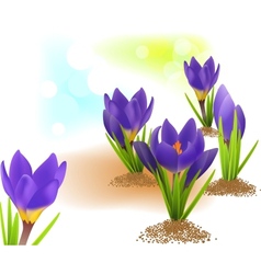 Spring card with crocus border Royalty Free Vector Image