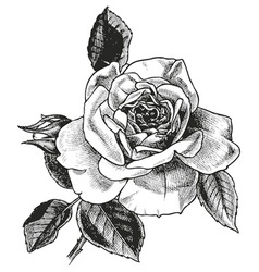 Jesus Royalty Free Vector Image - VectorStock