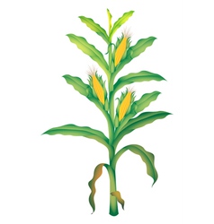 Field with growing corn crops Royalty Free Vector Image