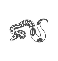 Ball Python Vector Images (44)