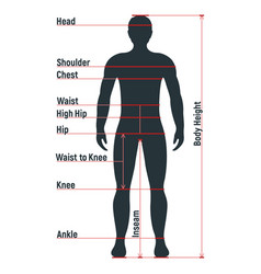 Male size chart anatomy human character people Vector Image