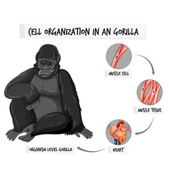 Diagram showing cell organization in a koala Vector Image