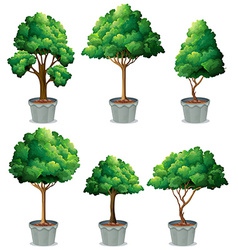 Tree Royalty Free Vector Image - VectorStock