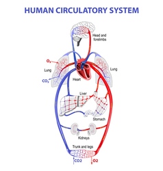 Cardiovascular system Royalty Free Vector Image