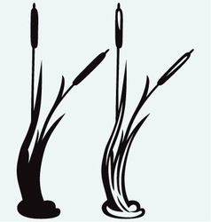 Reed Royalty Free Vector Image - VectorStock