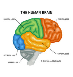 Human brain anatomy Royalty Free Vector Image - VectorStock